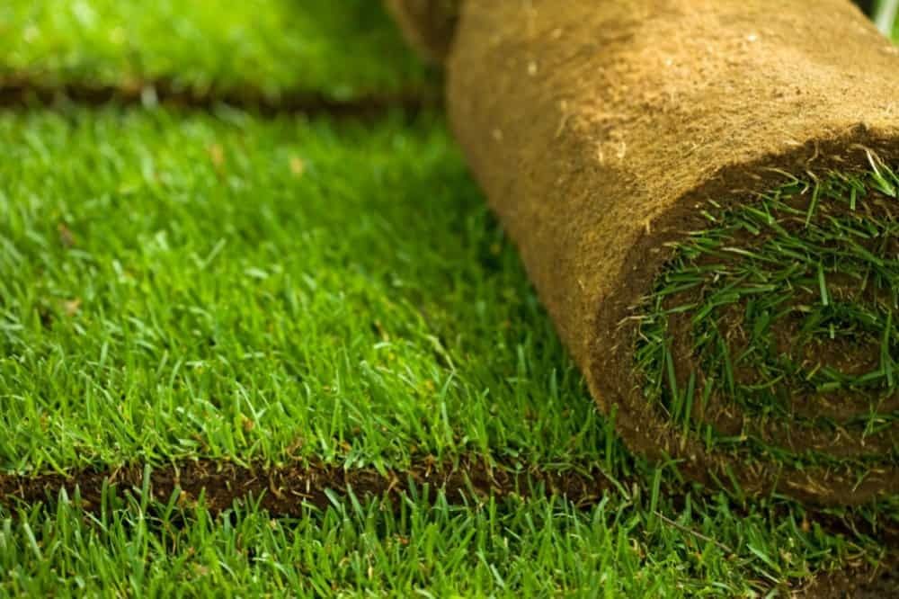 How Often to Water New Sod? Laying, Best Practices, and Maintenance