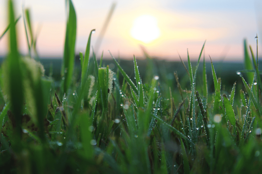 When is the Best Time to Mow the Lawn? Morning, Afternoon, or Evening ...