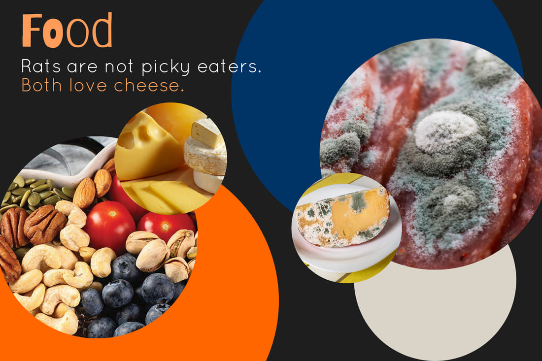 The Difference Between a Rat and a Mouse: How to Tell These Two Rodents ...