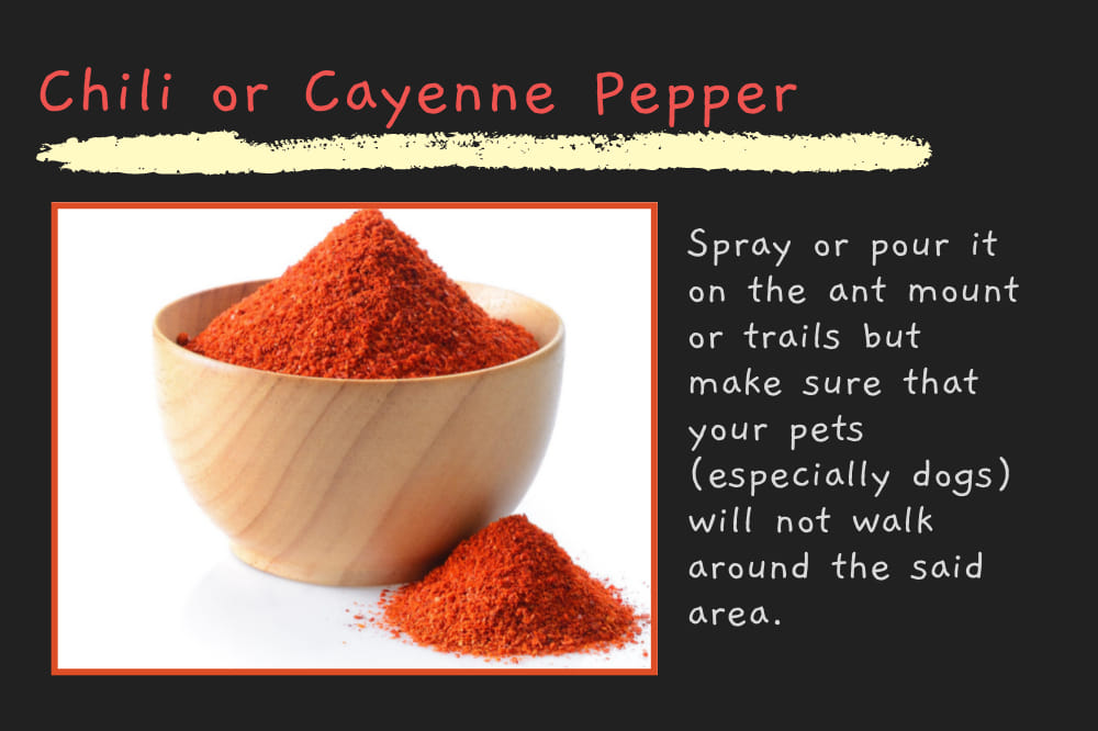 Best Way to Kill Ants in Your Lawn Naturally Without Killing The Grass ...