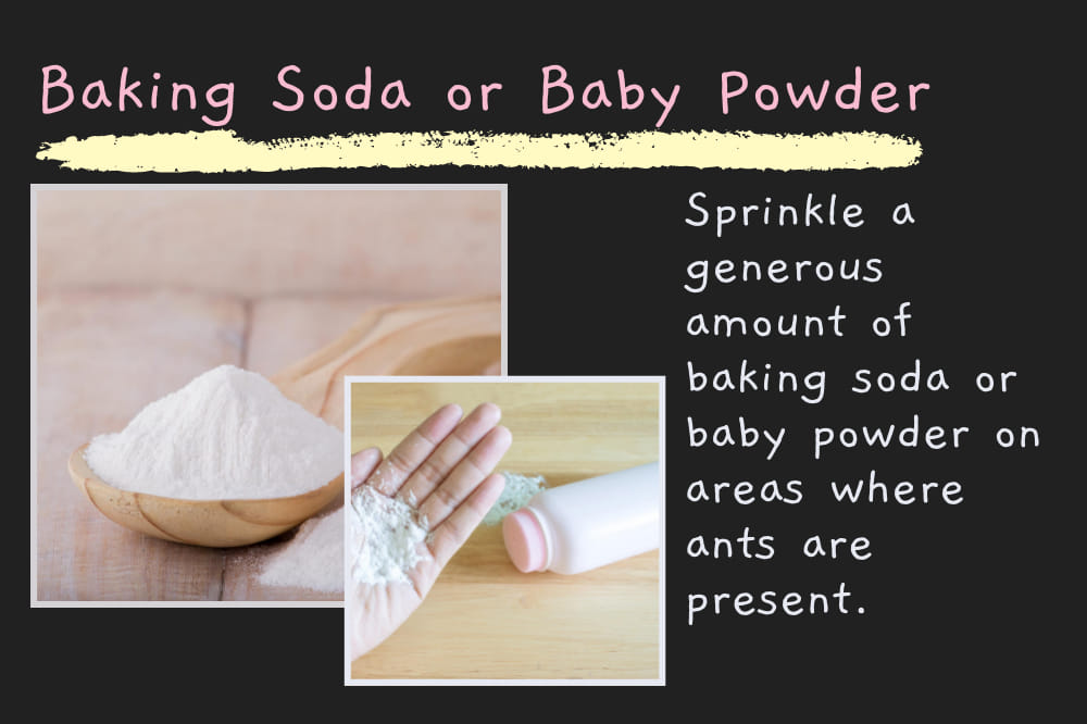 Best Way to Kill Ants in Your Lawn Naturally Without Killing The Grass ...